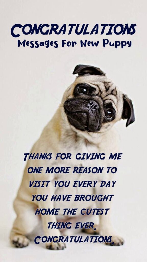 145 Congratulations For New Pet Dog - What To Say When Someone Gets A ...